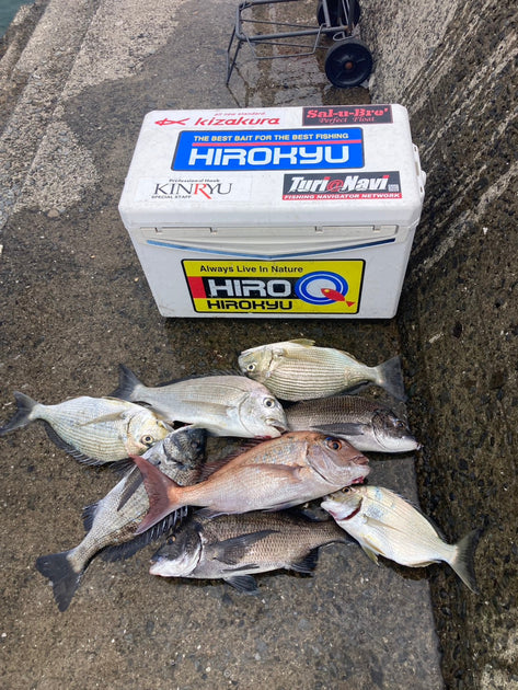 Black porgy fishing in the rainy season in Kagoshima, Kamikihara – Hirokyu, a comprehensive ...