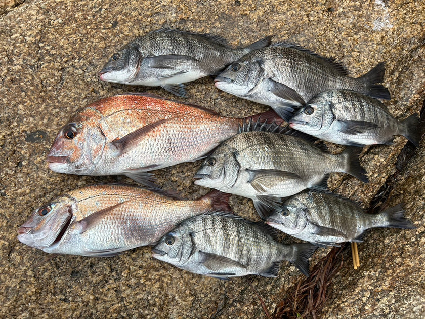 Sea bream fishing at Shimotsui Beach in spring