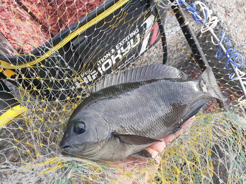 "fishing largescale blackfish in Kinko Bay" shun – Comprehensive ...
