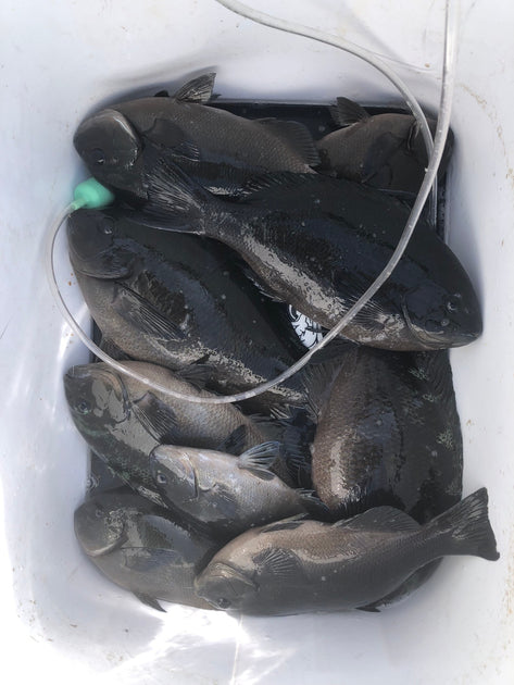 Endgame of Cold season largescale blackfish ,Hata – Comprehensive ...