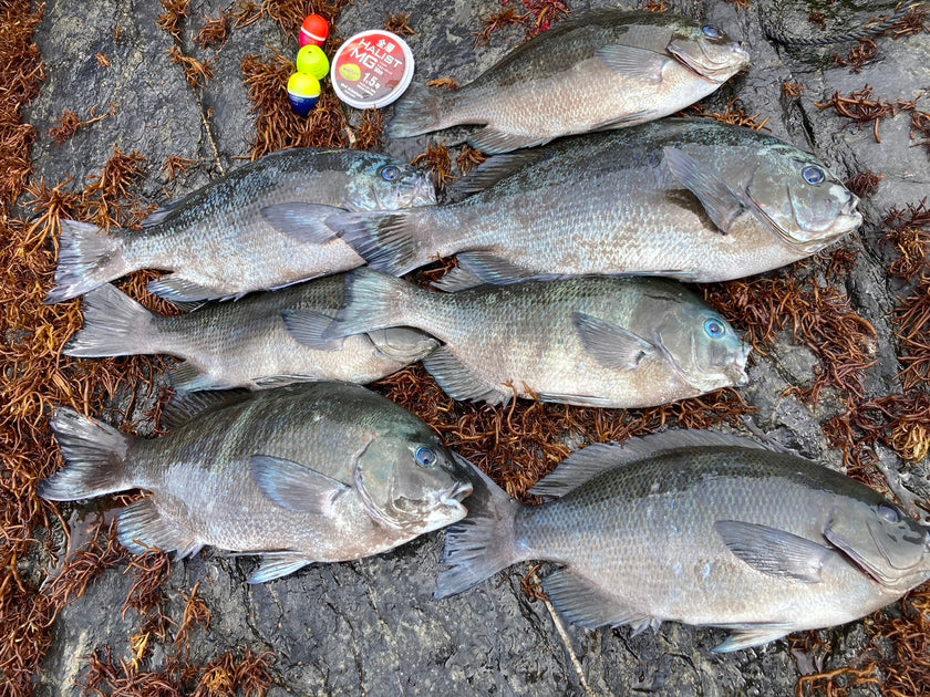 Fishing for largescale blackfish in Yonouzu, May Aso – Comprehensive ...