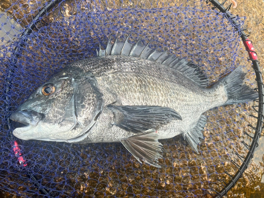 Hiroshima Bay Fukase Fishing Social Club Sotowa - Hirokyu, a ...