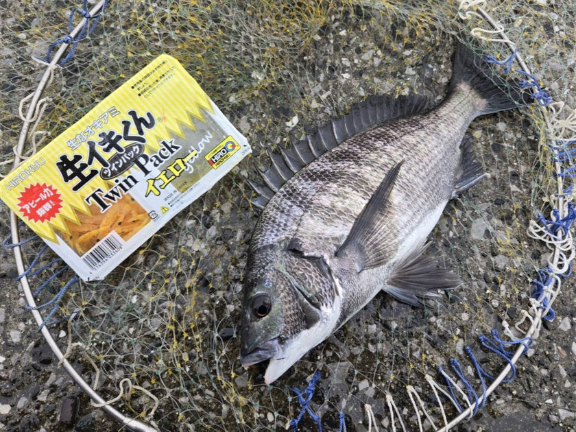 Autumn Black Porgy Fishing Shun - Hirokyu, a comprehensive fishing bait ...