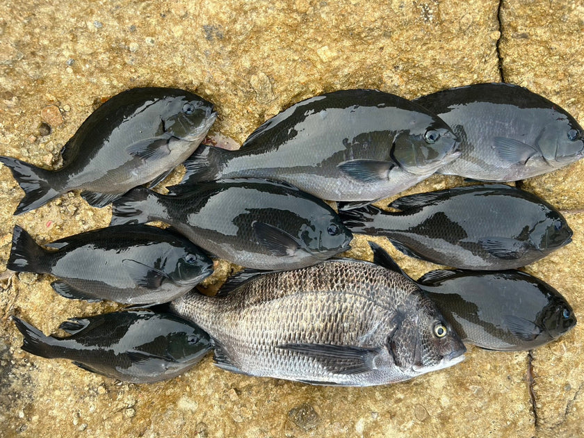 Largescale blackfish fishing trip to Shimane Prefecture Sotowa ...